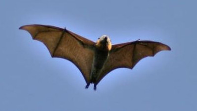 Flying Foxes Are Real And They Are Terrifying | Funzug.com